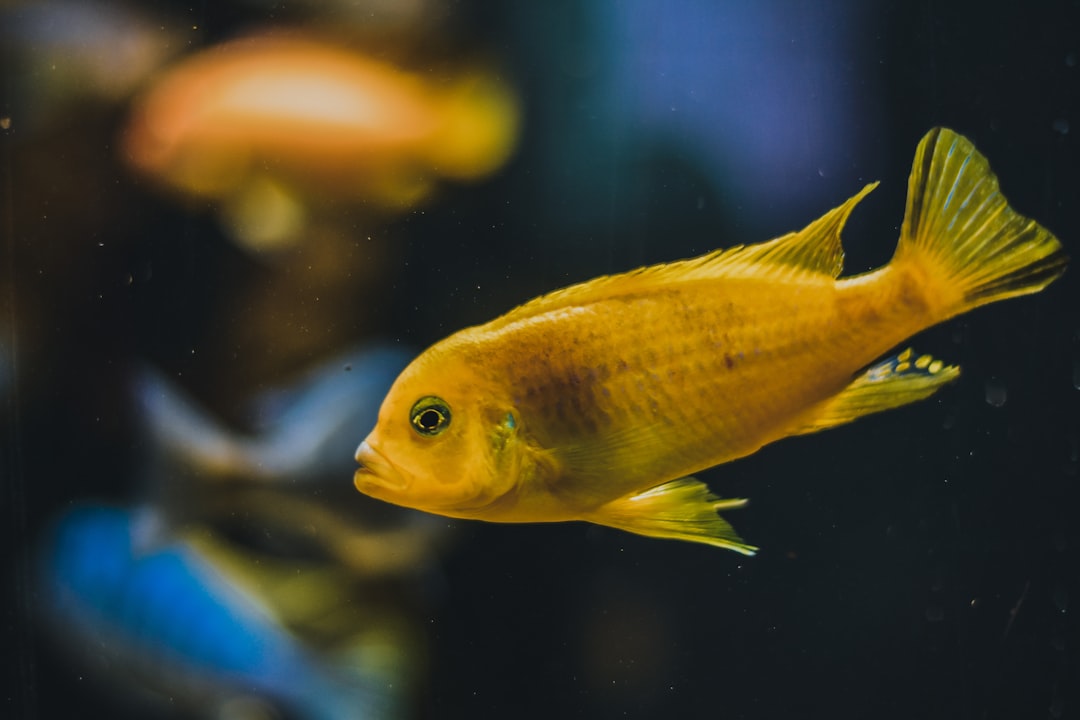 The Fascinating World of Goldfish: A Beginner's Guide
