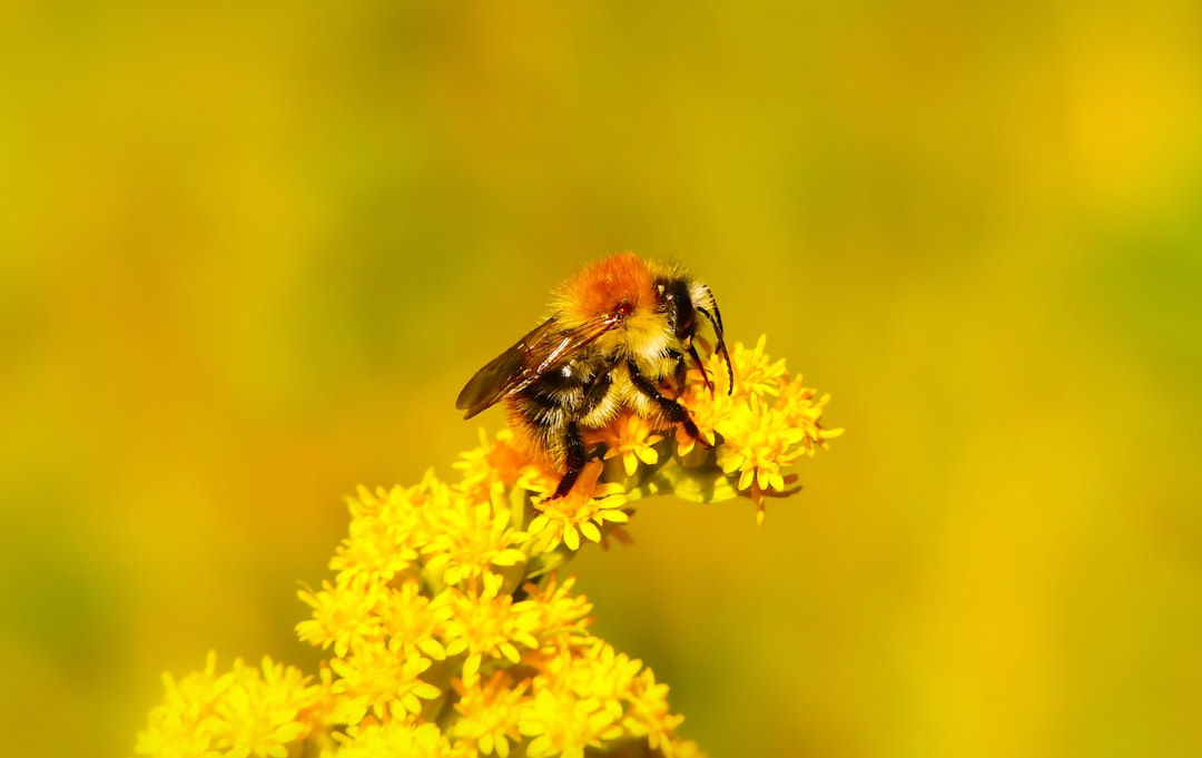 Bumblebee: The Vital Role of Bombus terrestris in Ecosystems