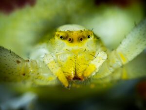 The Deadly Six-Eyed Sand Spider: Sicarius hahni