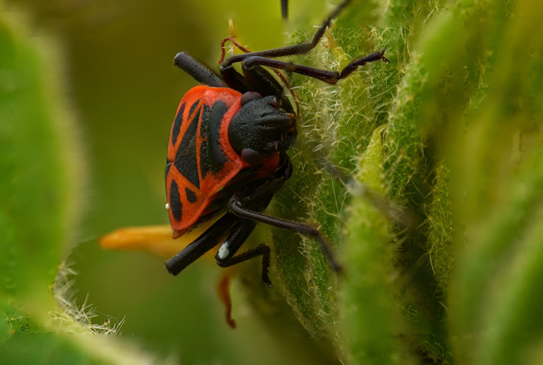 Meet the Giant Crab Spider: Nature's Fascinating Predator