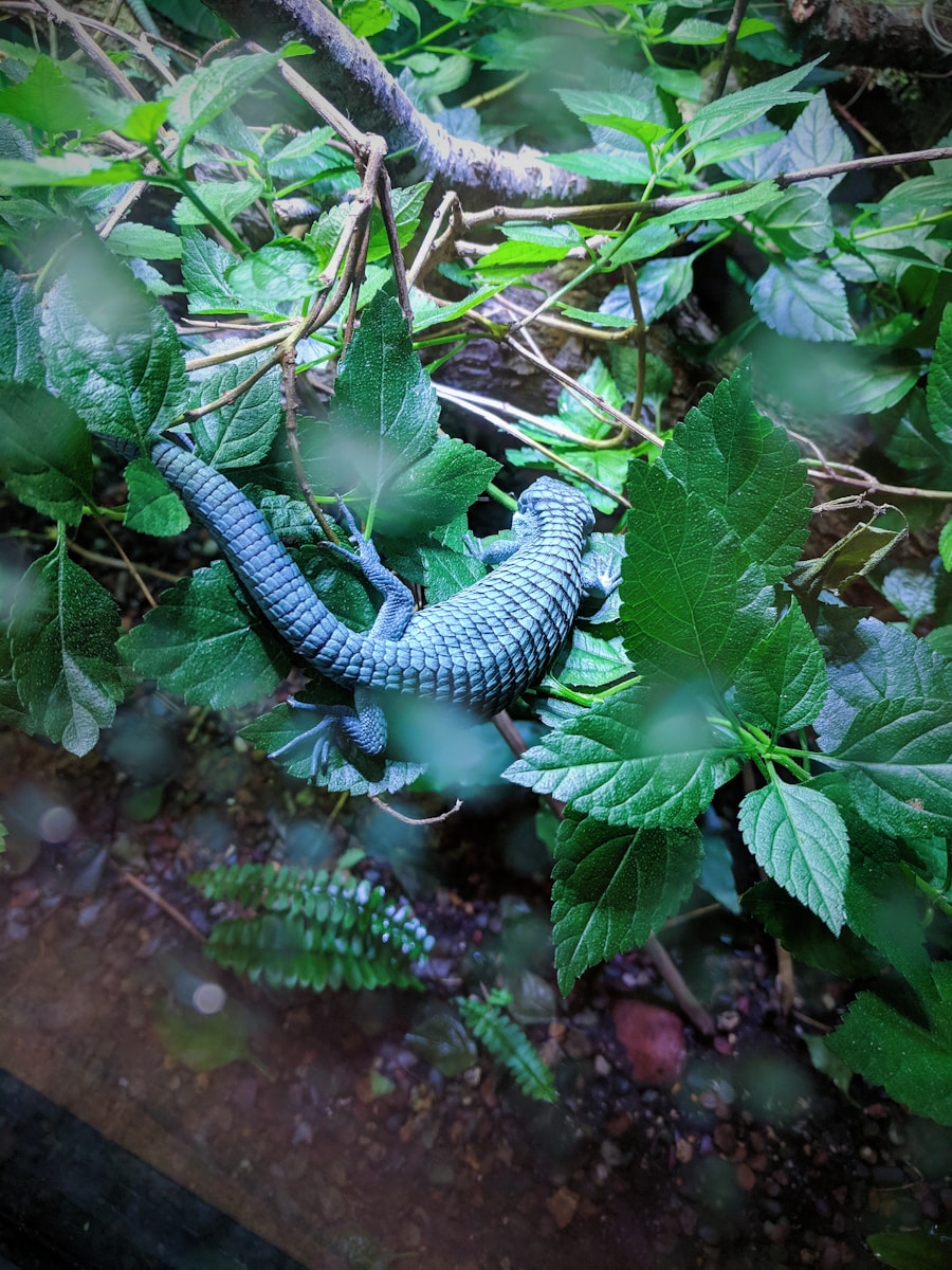 Florida Blue Centipede: Fascinating Facts